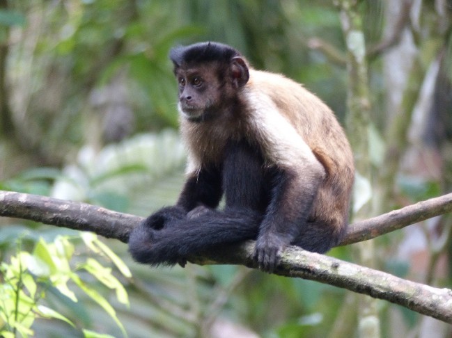Monitoring van grote fauna