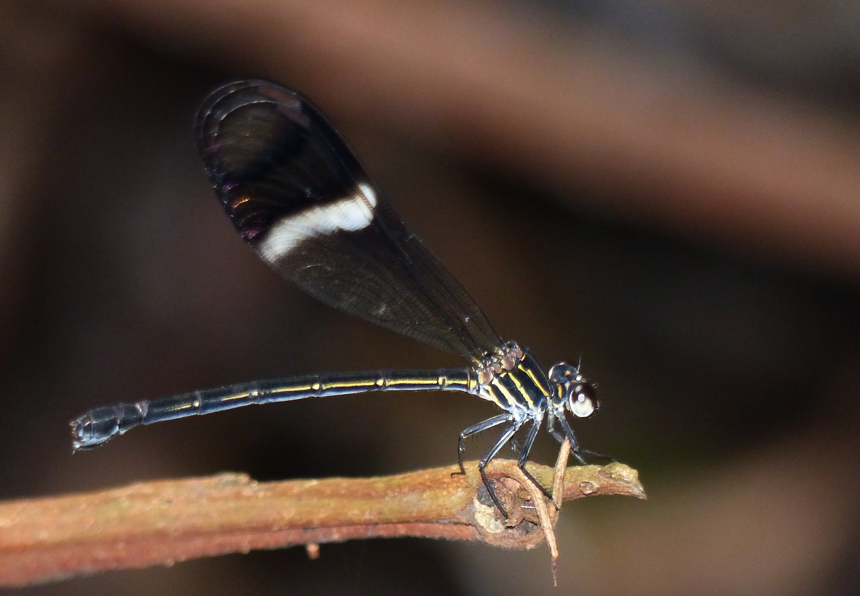 Les dragons volants de Trésor