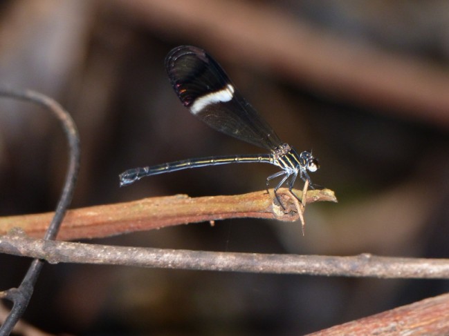 Libellules