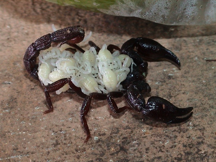 Été des spécialistes : les animaux venimeux de Guyane
