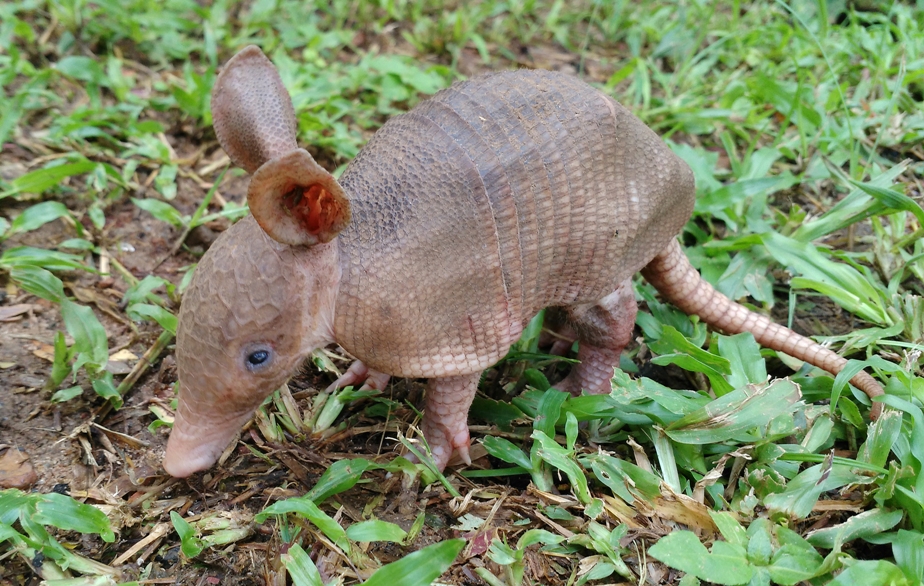 L’animal du mois