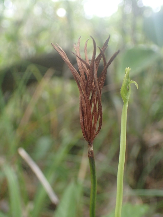 La plante du mois