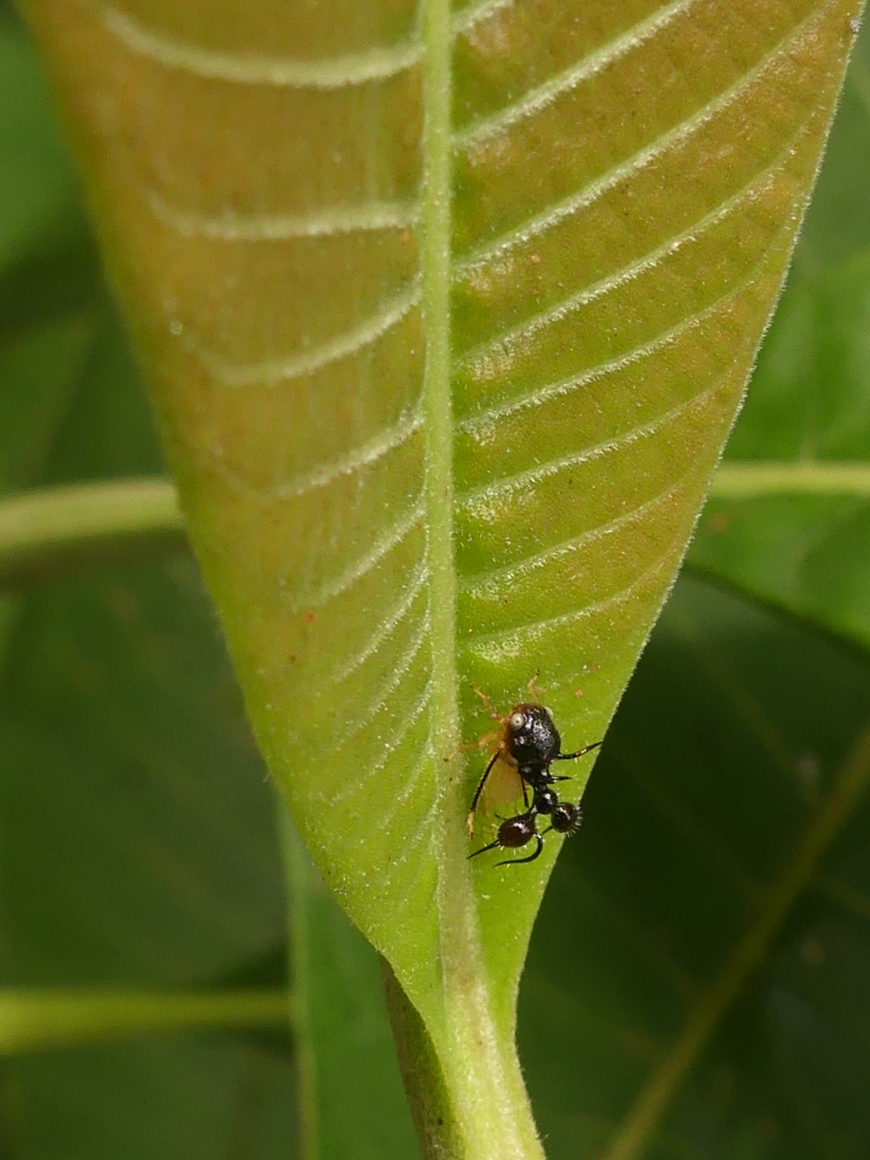 Inventaire des membracides