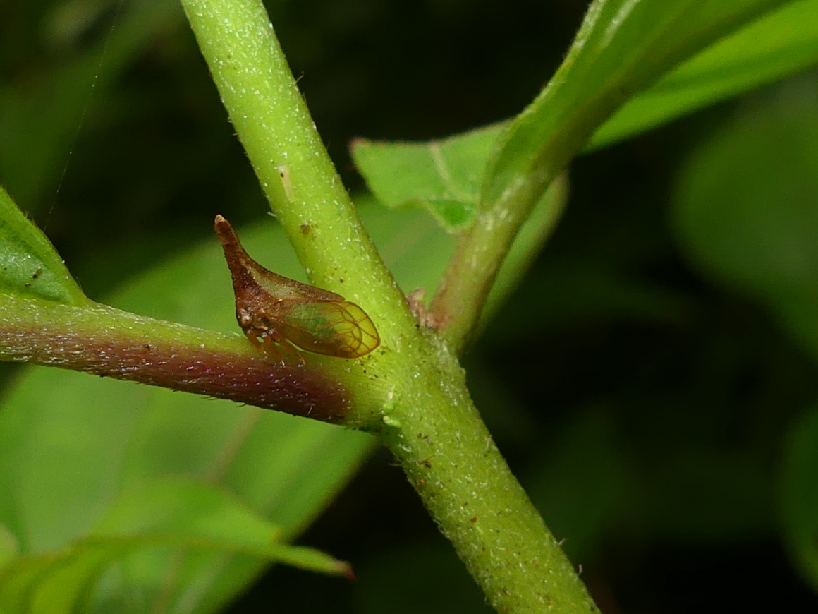 Inventaire des membracides