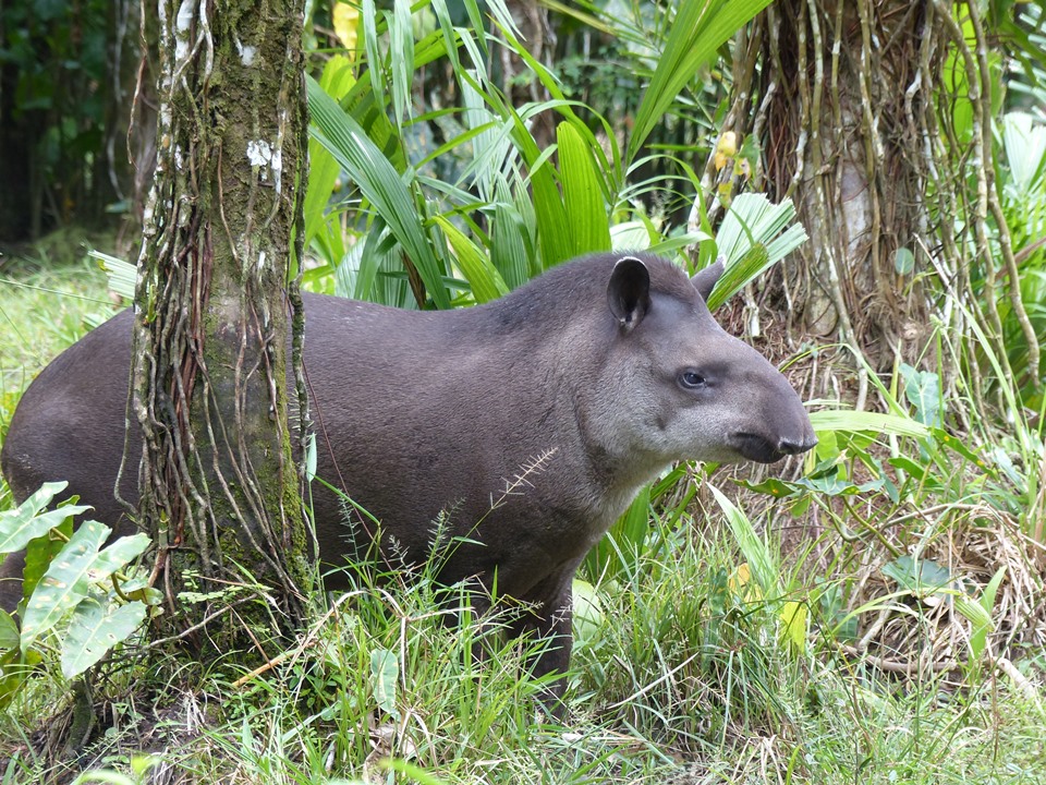 L’animal du mois