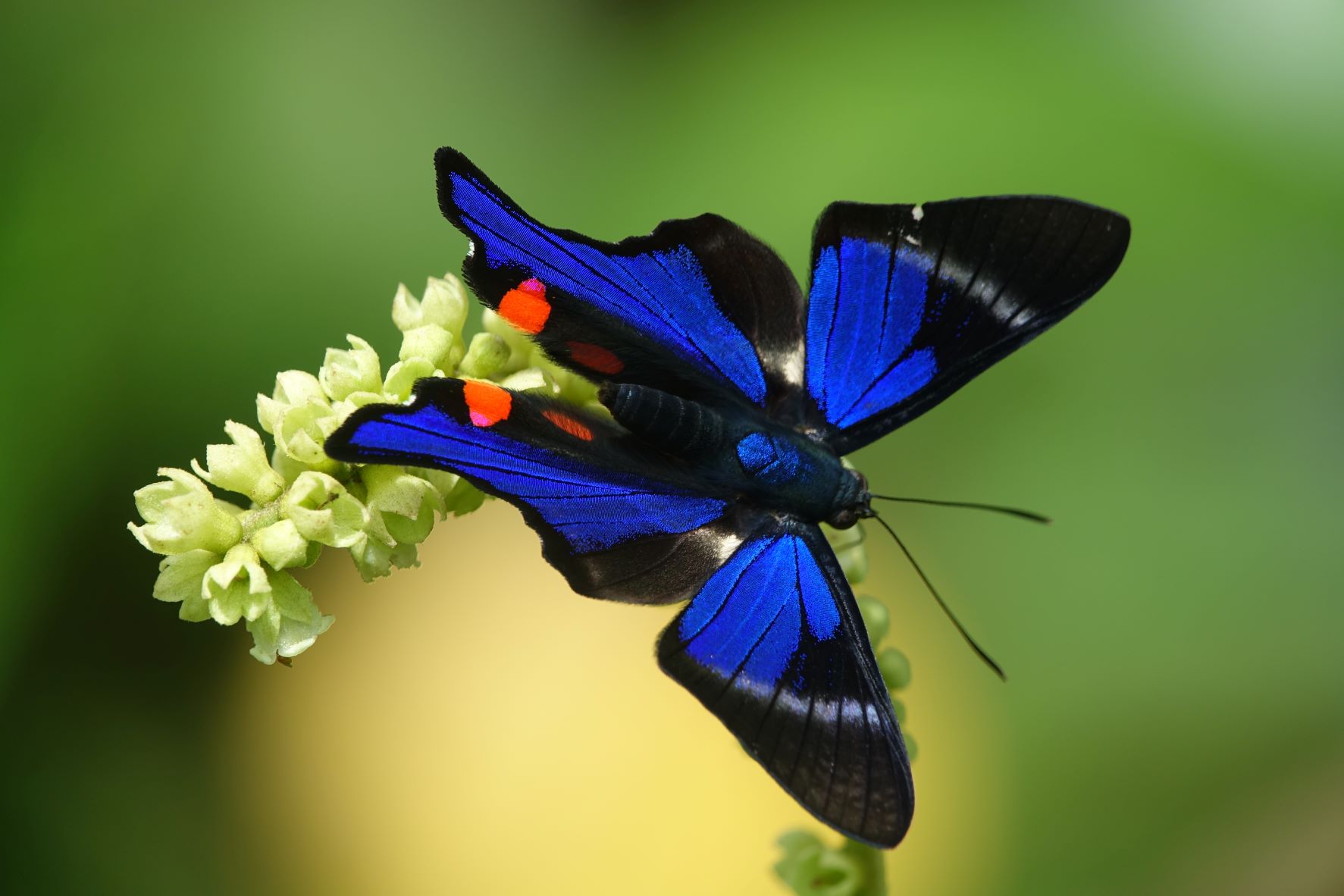 Été des spécialistes : sortie Papillons à la réserve Trésor